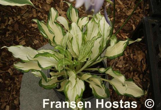 Hosta Kiwi Spearmint - Fransen Hostas